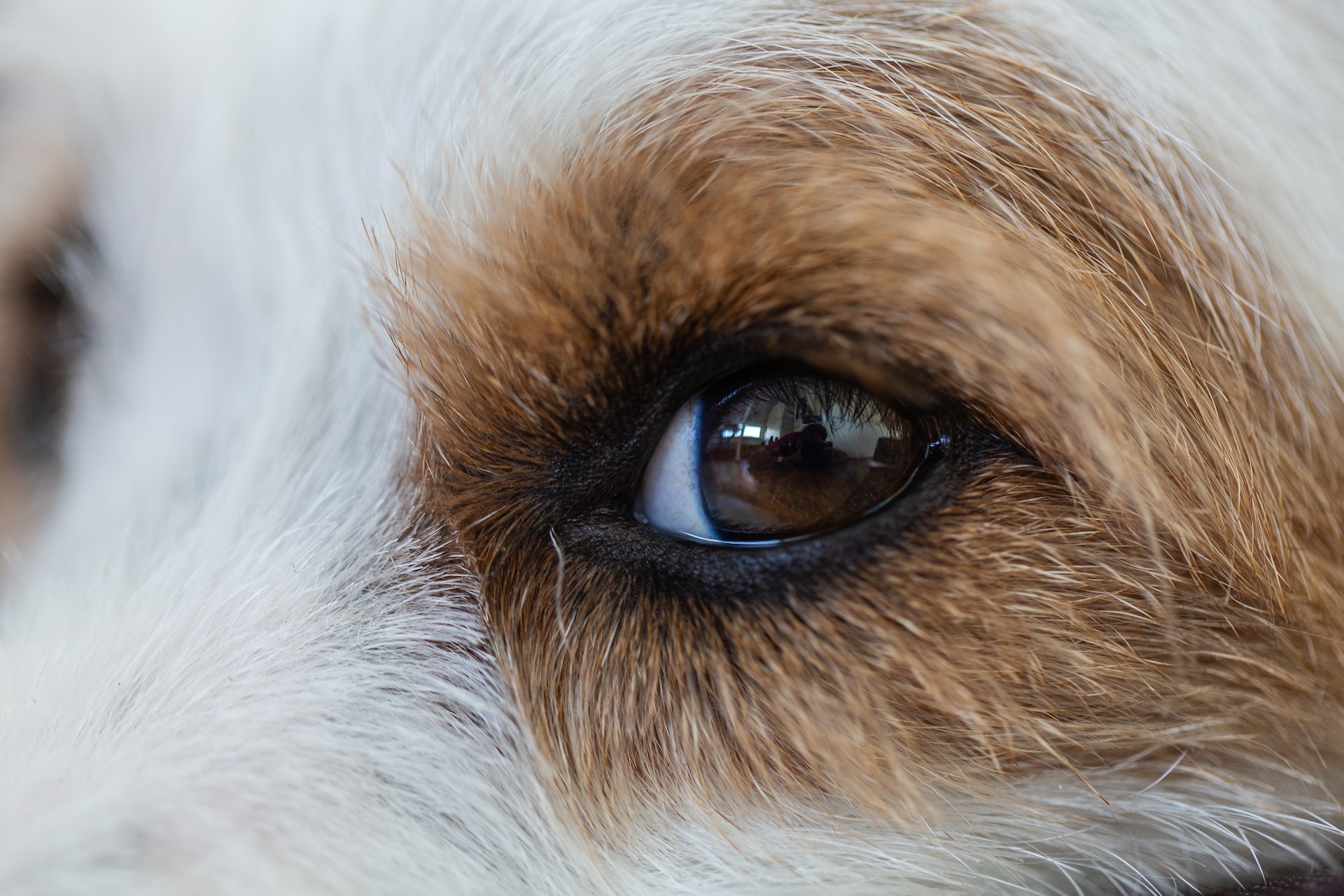 Primary Lens Instability In Dogs | OphthoVet Consulting